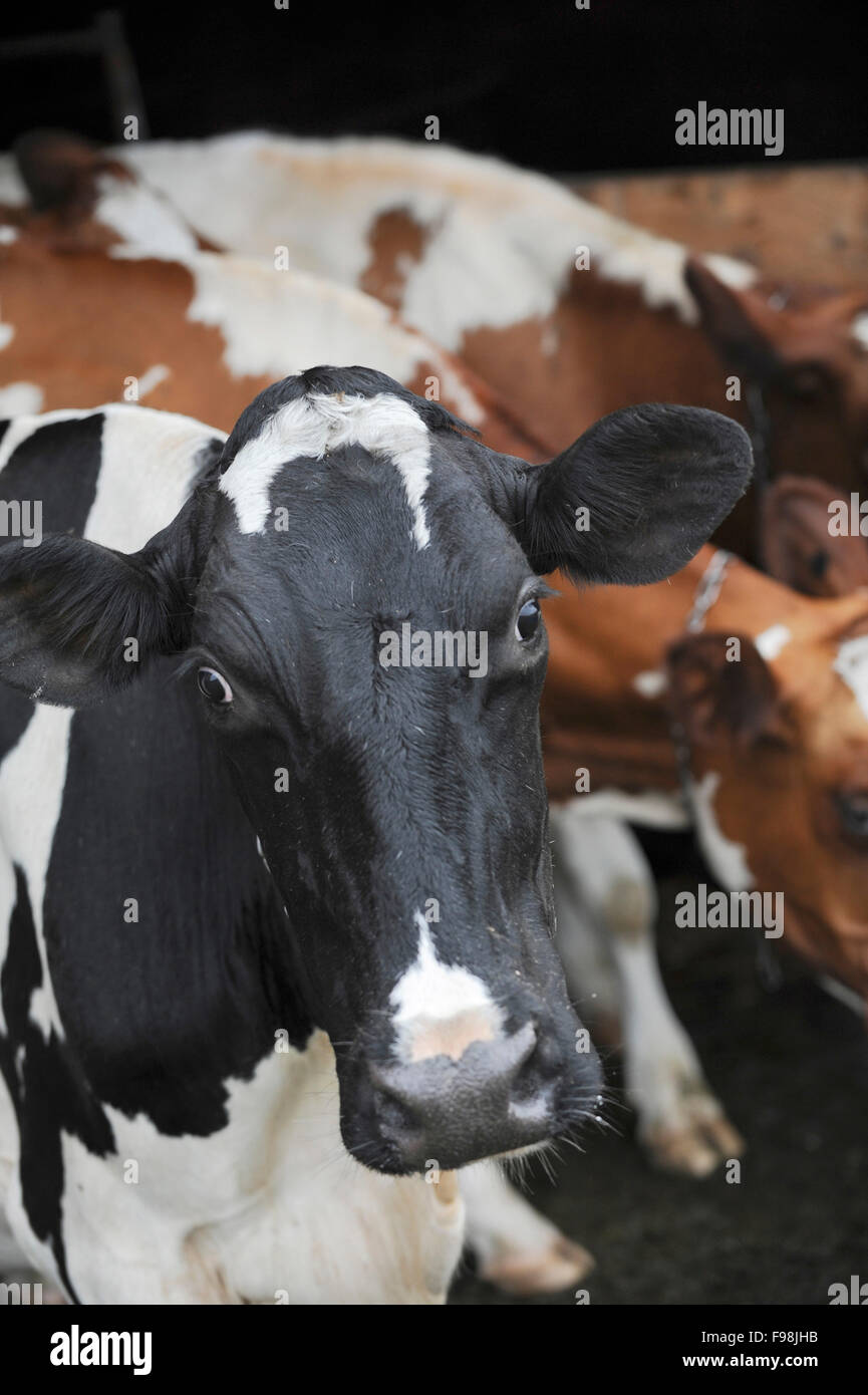 Daily life on an Organic Dairy Farm Stock Photo - Alamy