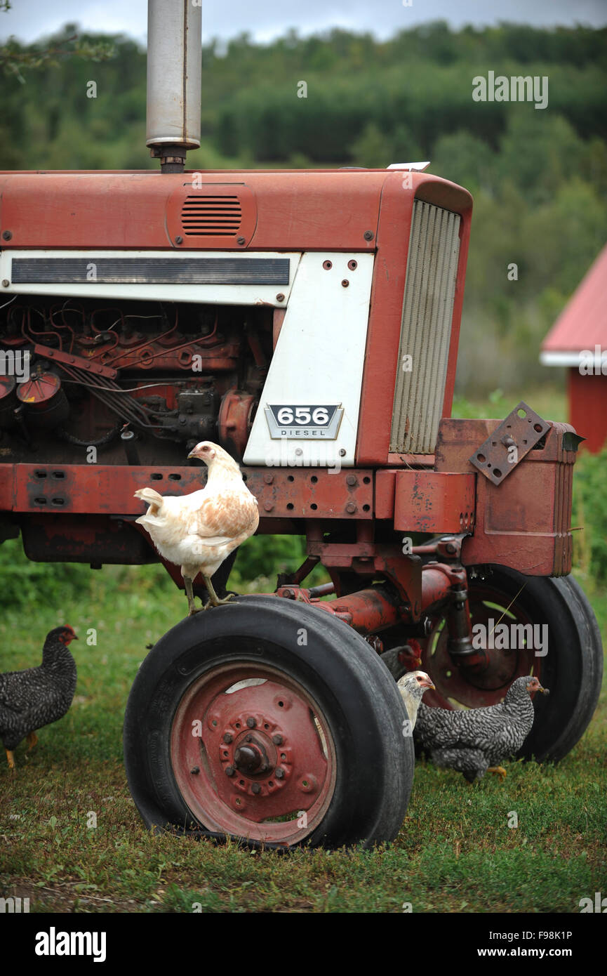 Daily life on an Organic Dairy Farm Stock Photo - Alamy