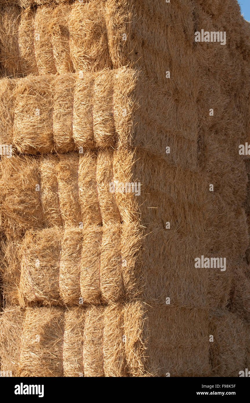 straws of hay, grain crop field Stock Photo - Alamy