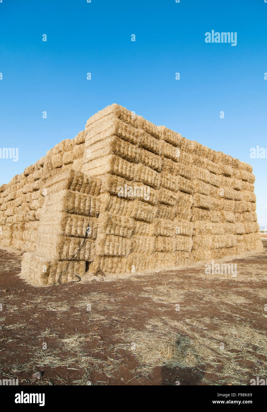 straws of hay, grain crop field Stock Photo - Alamy