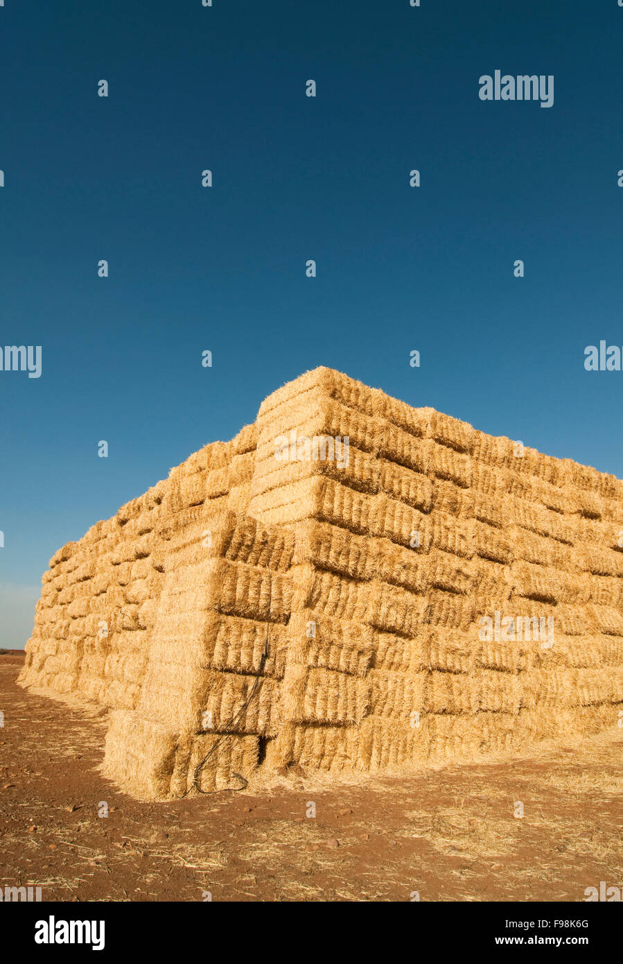 straws of hay, grain crop field Stock Photo - Alamy