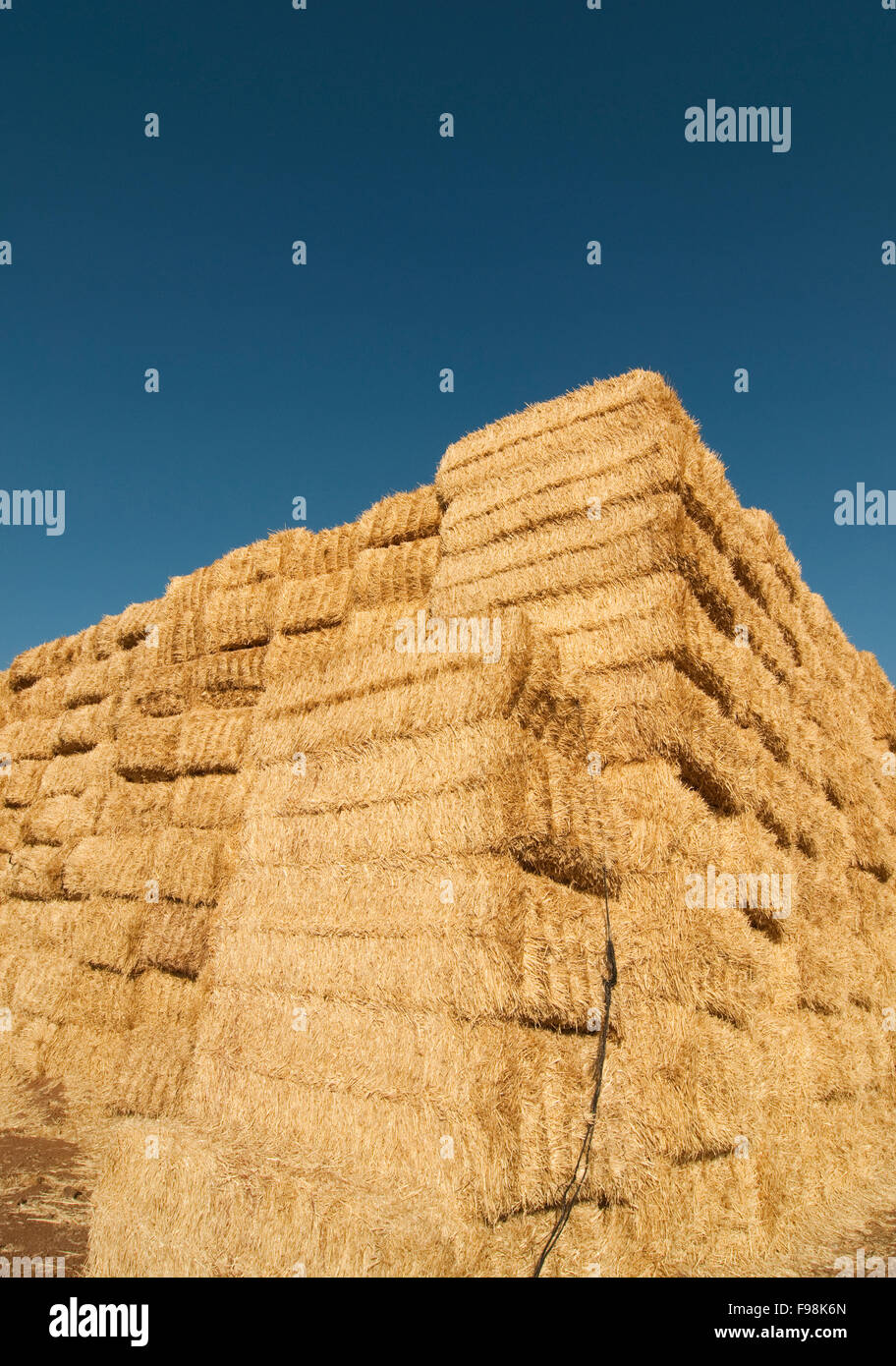 straws of hay, grain crop field Stock Photo - Alamy
