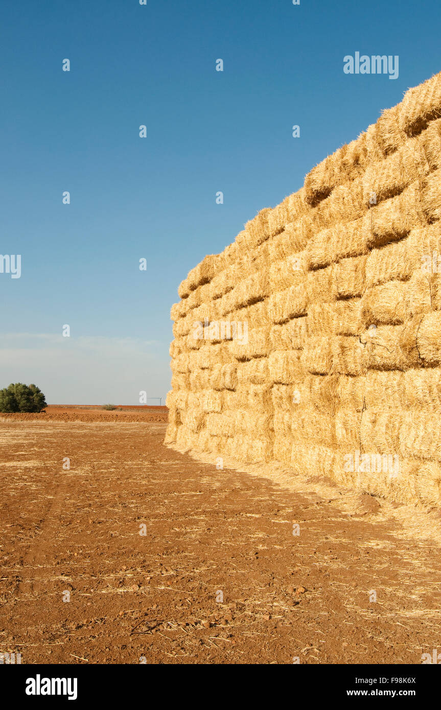straws of hay, grain crop field Stock Photo - Alamy