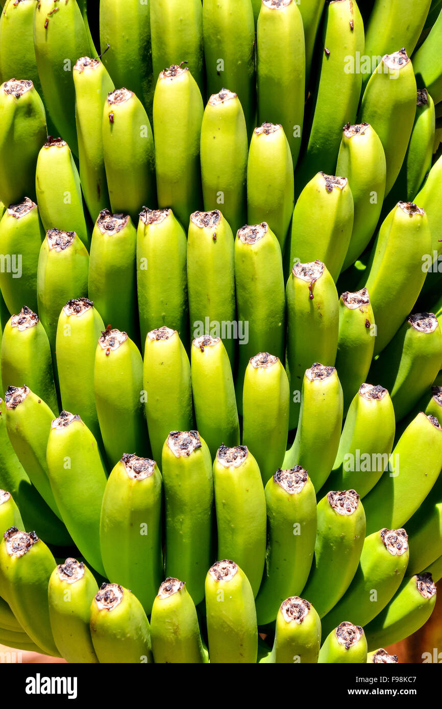 Banana Plantation Field Stock Photo - Alamy
