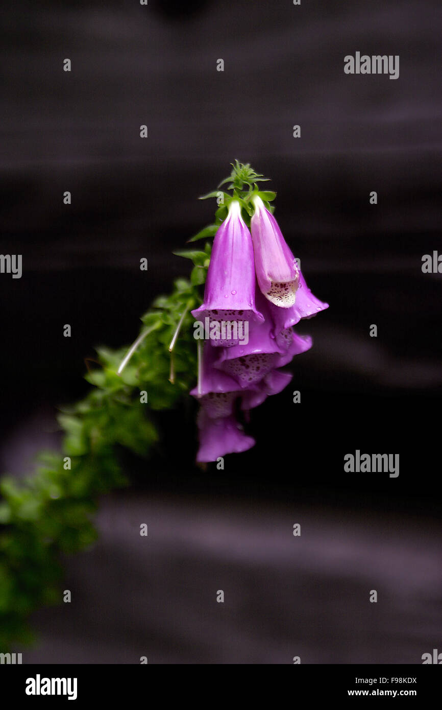 Foxglove flowers outside a log cabin in the Cradle of Forestry ...