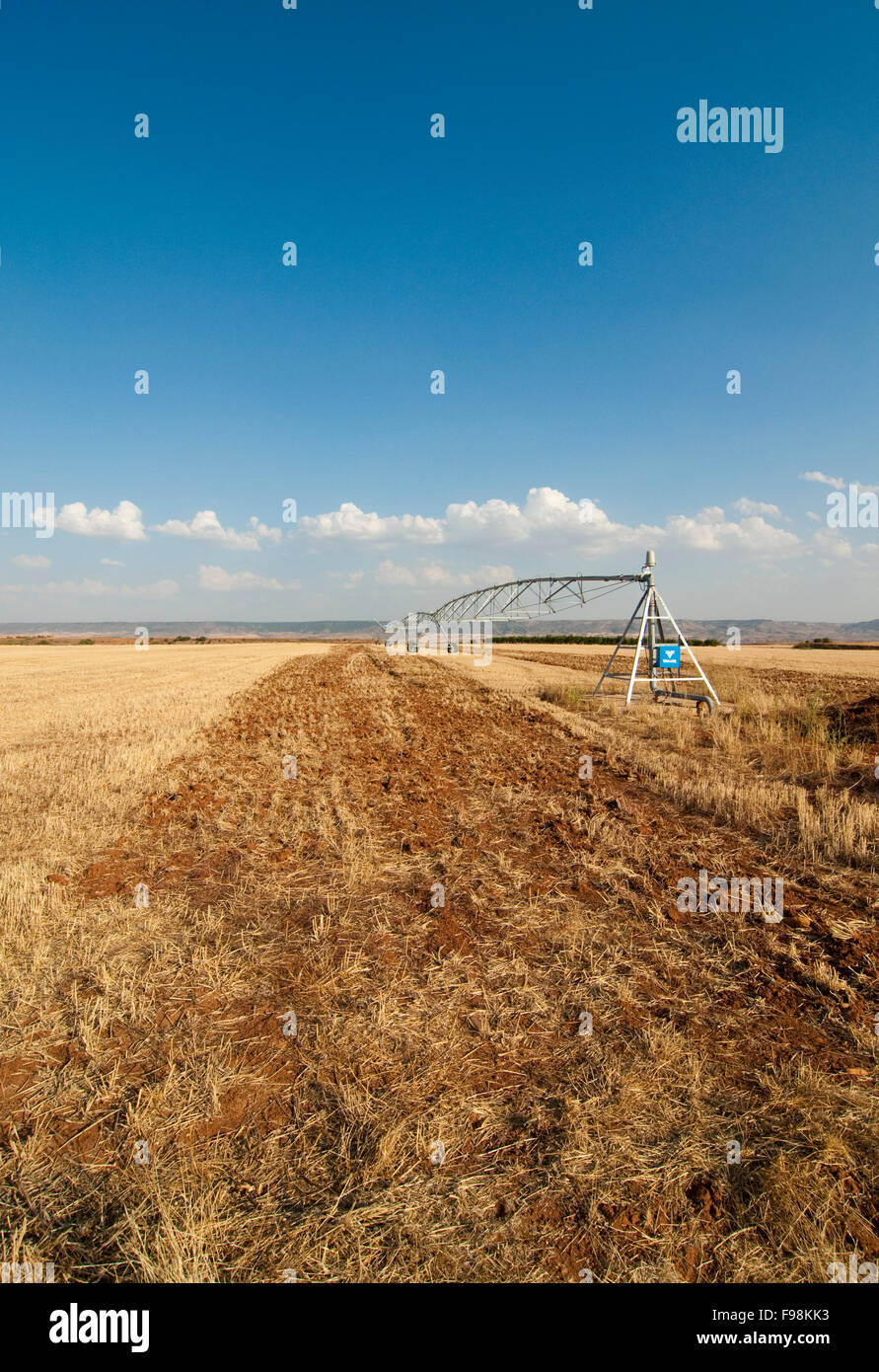 straws of hay, grain crop field Stock Photo - Alamy