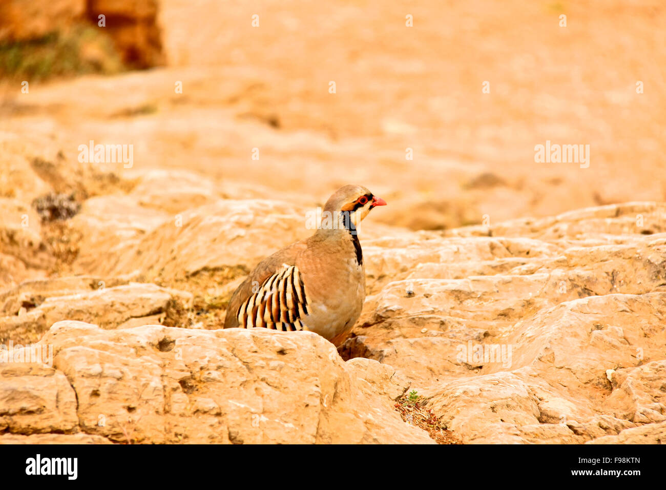 Partridge pen hi-res stock photography and images - Alamy