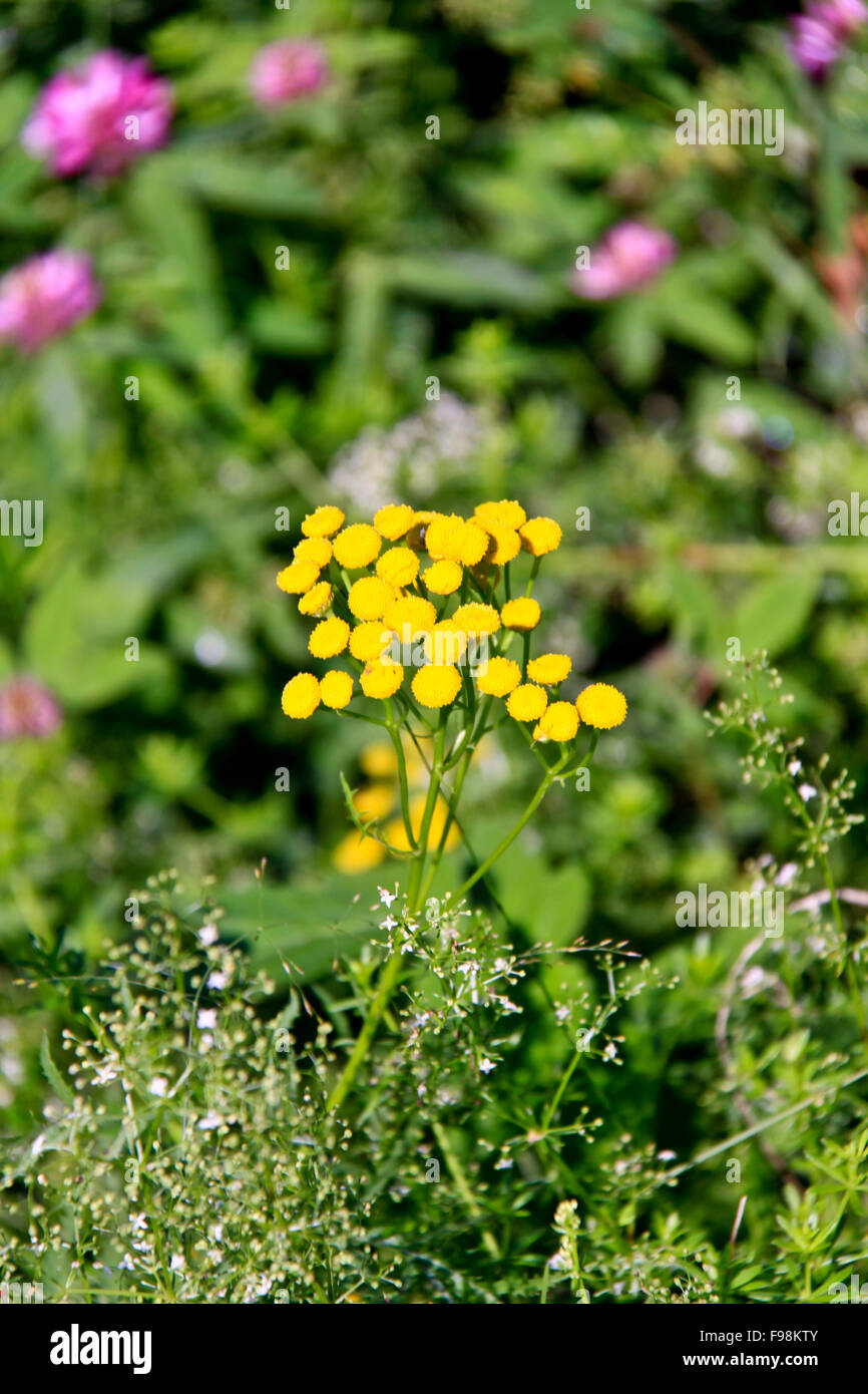 yellow herb tanacetum vulgare on background leaf Stock Photo - Alamy