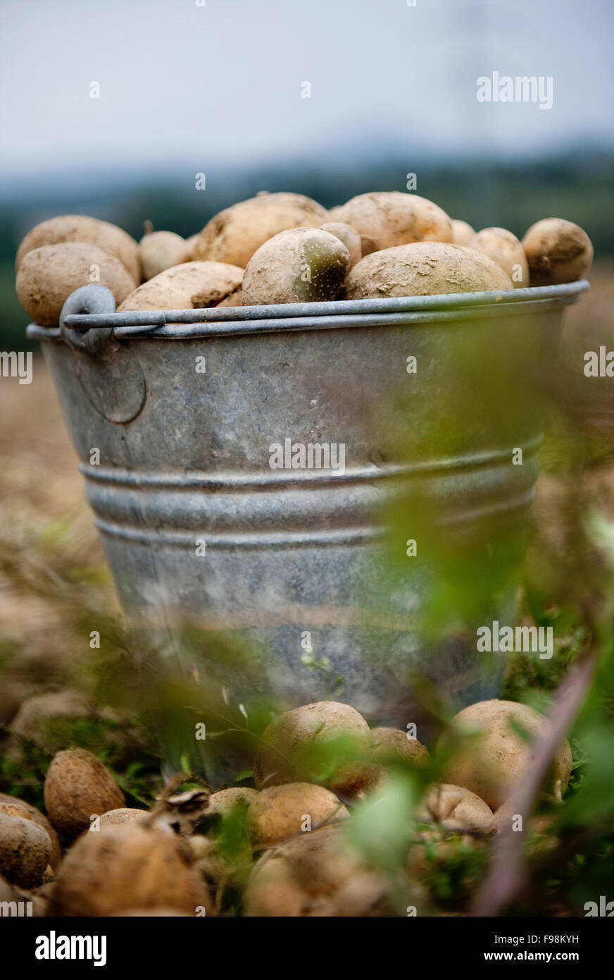 Close-up of metal bucket full of harvested potatoes Stock Photo - Alamy