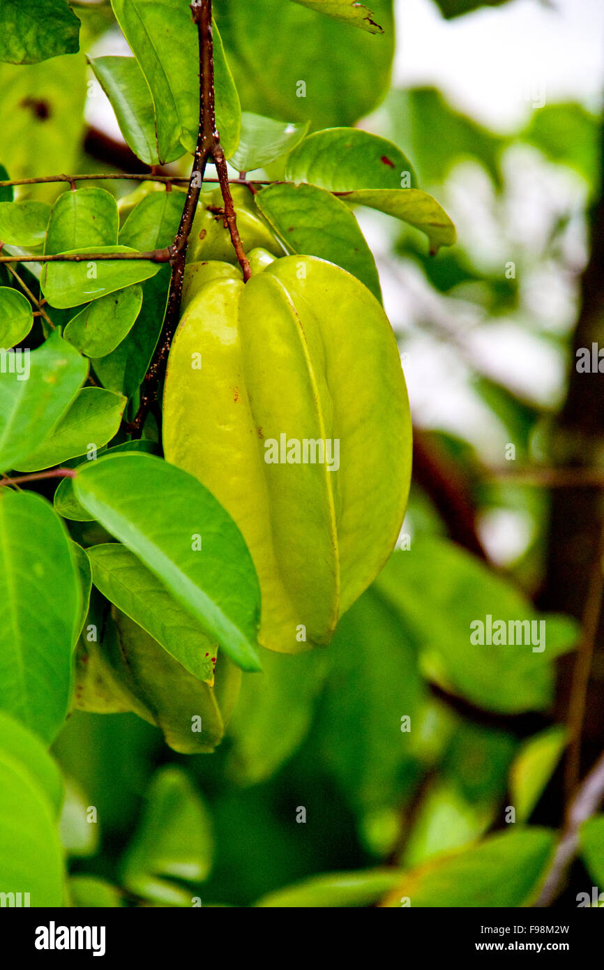 Star apple fruit on the tree Stock Photo - Alamy