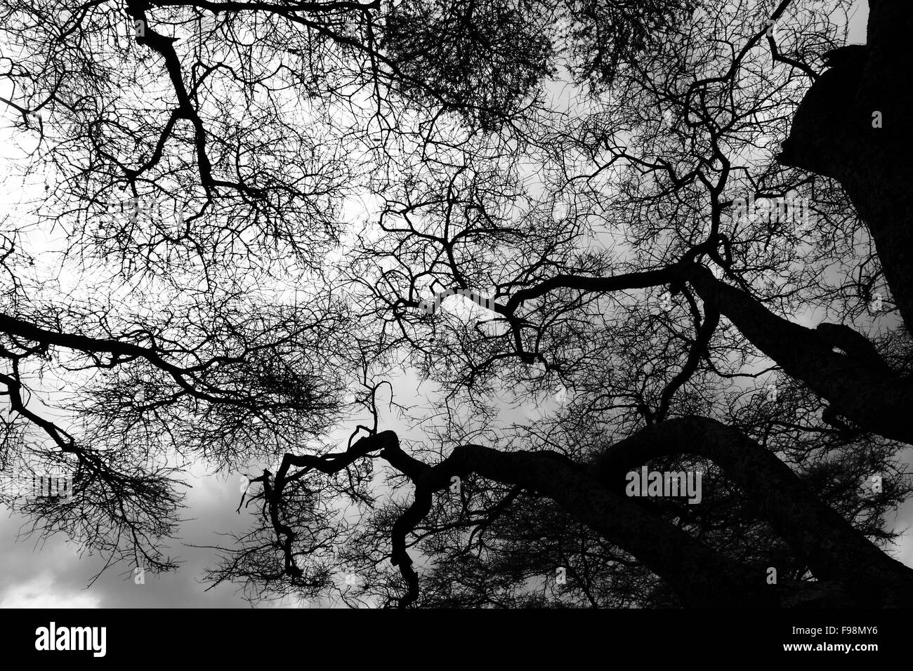 Tree limb tree limbs Black and White Stock Photos & Images - Alamy