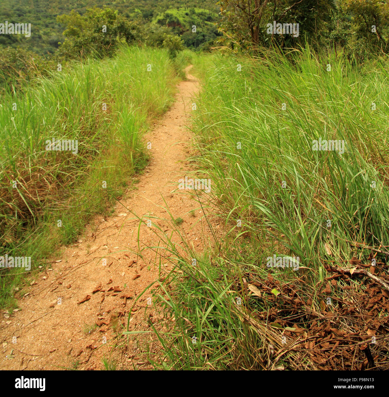 Looking down a dirt path through long jungle grass in a forest in ...