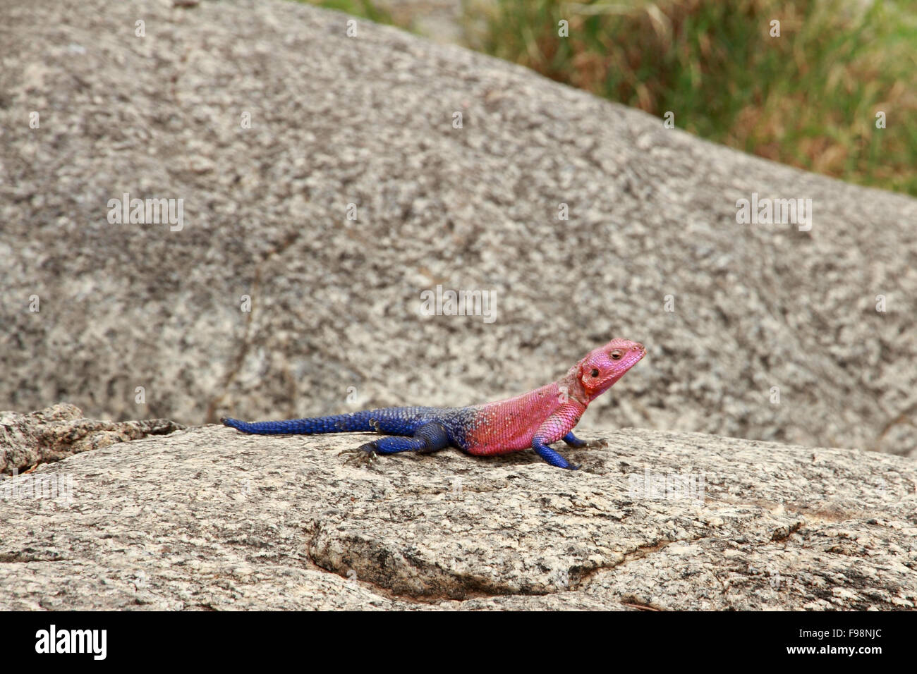 Serengeti lizard hi-res stock photography and images - Alamy