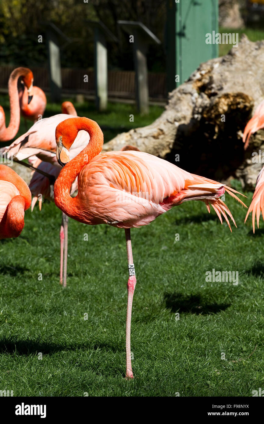 Flamingo portrait from ZOO Stock Photo - Alamy