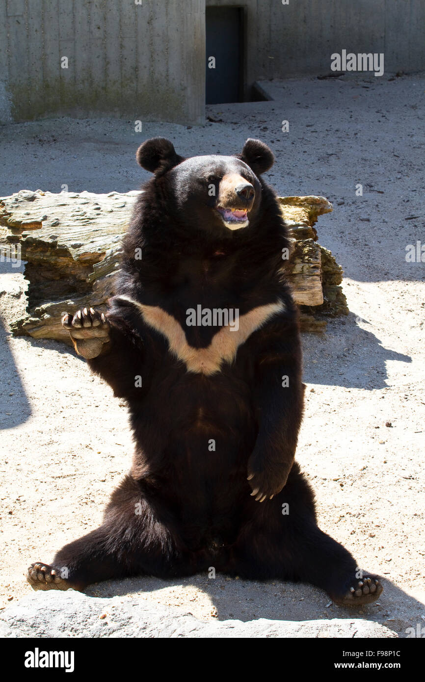 Black bear, salutes Stock Photo - Alamy
