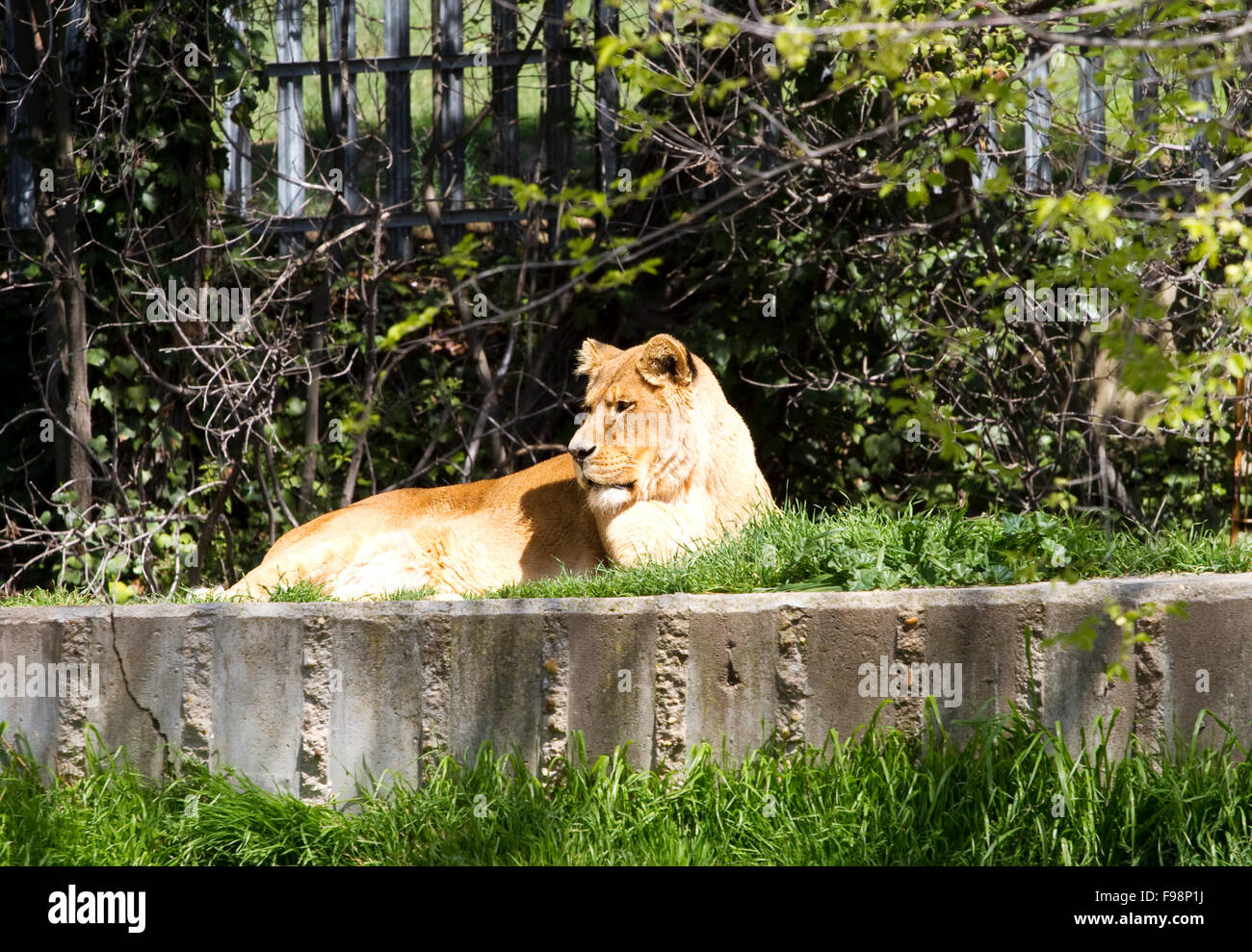 Lion, Panthera leo Stock Photo - Alamy