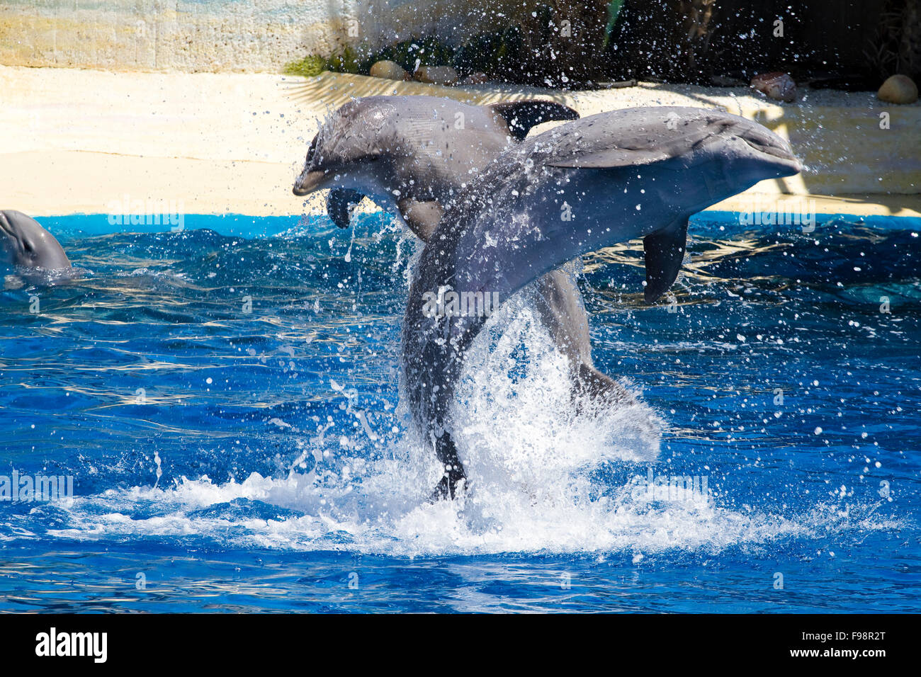 dolphin jump out of the water in sea Stock Photo - Alamy