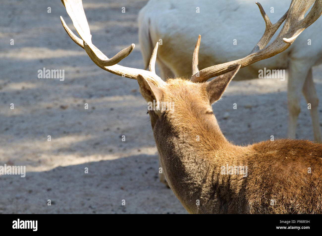 Deer with horns Stock Photo - Alamy