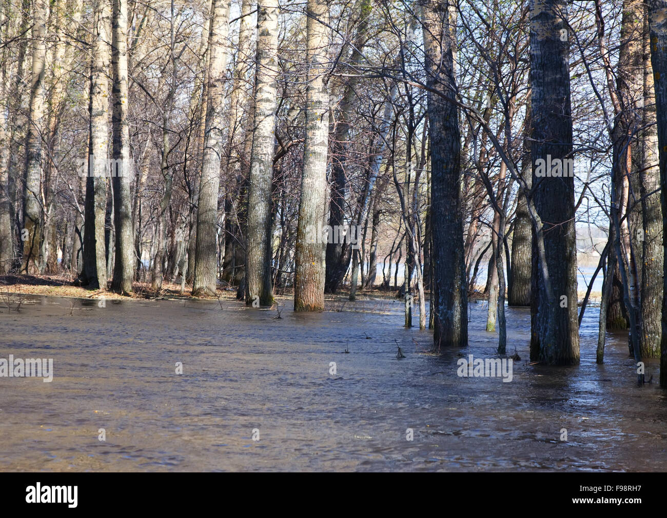 Spring landscape with flooded trees Stock Photo - Alamy