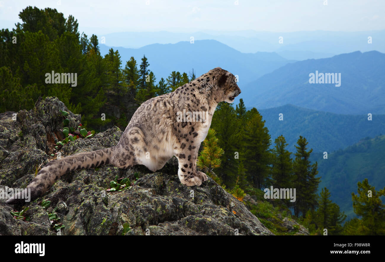 Snow leopard on rocky at wildness area Stock Photo - Alamy