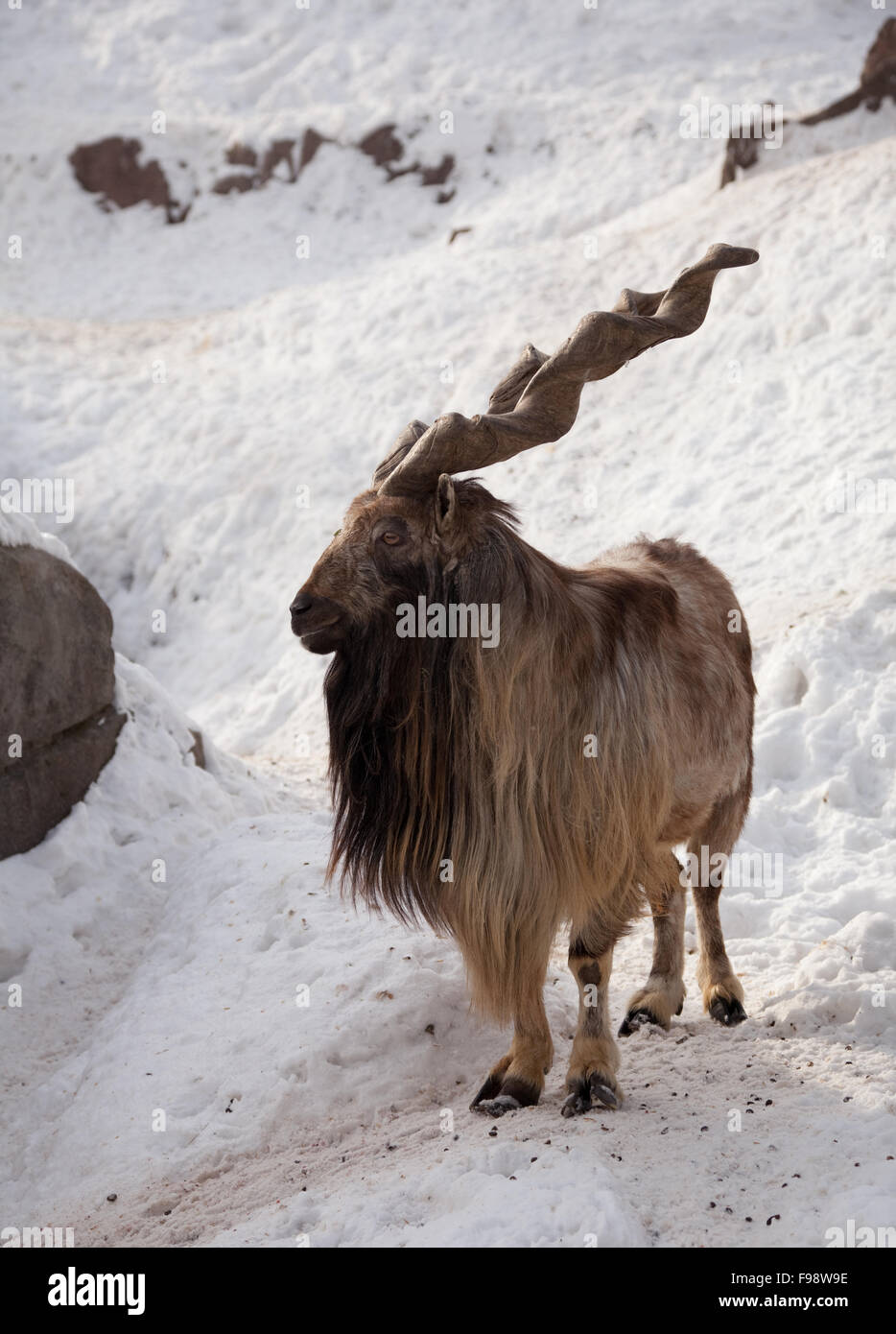 Markhor pakistan hi-res stock photography and images - Alamy