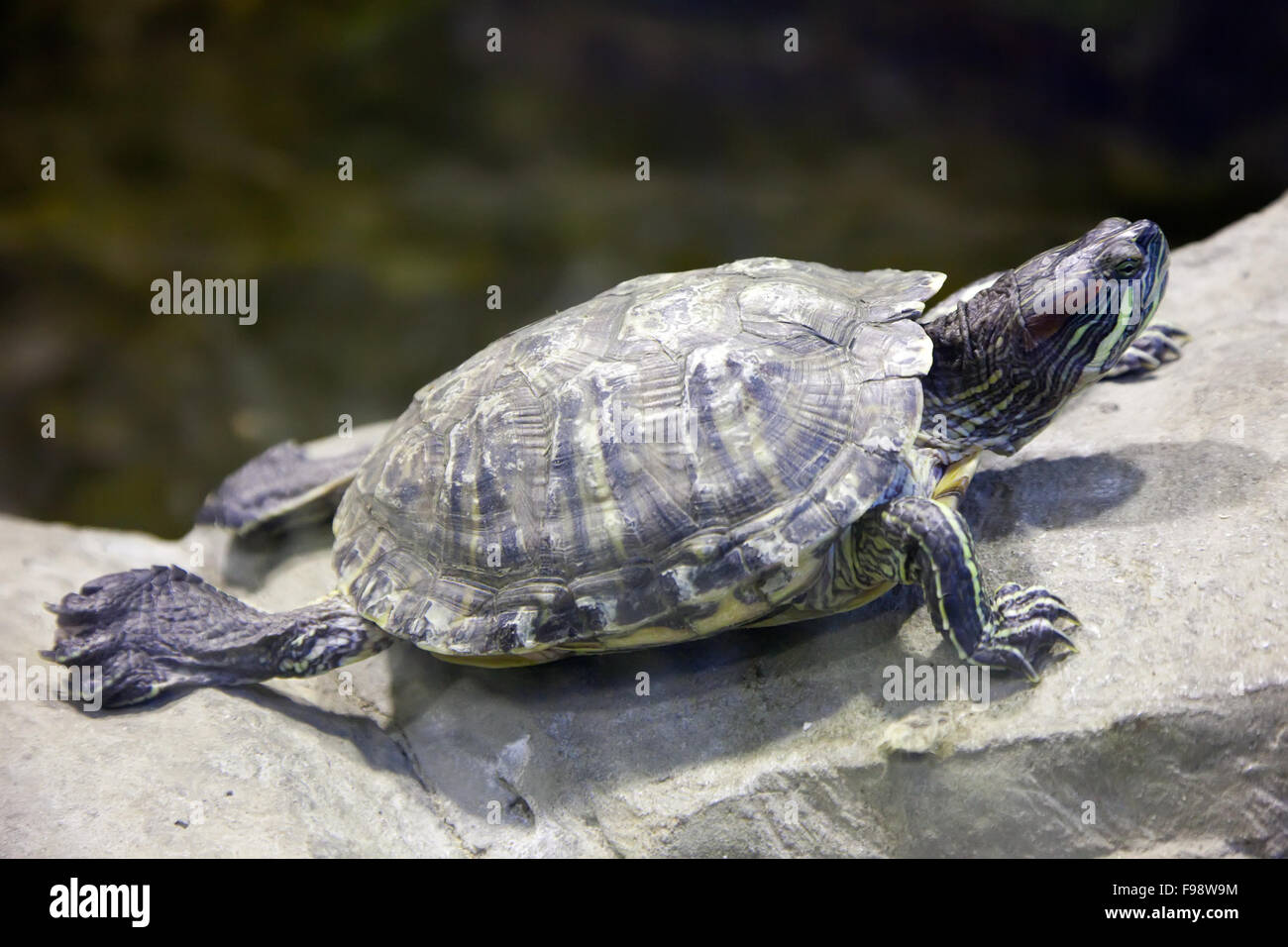 Testudo elegans hi-res stock photography and images - Alamy