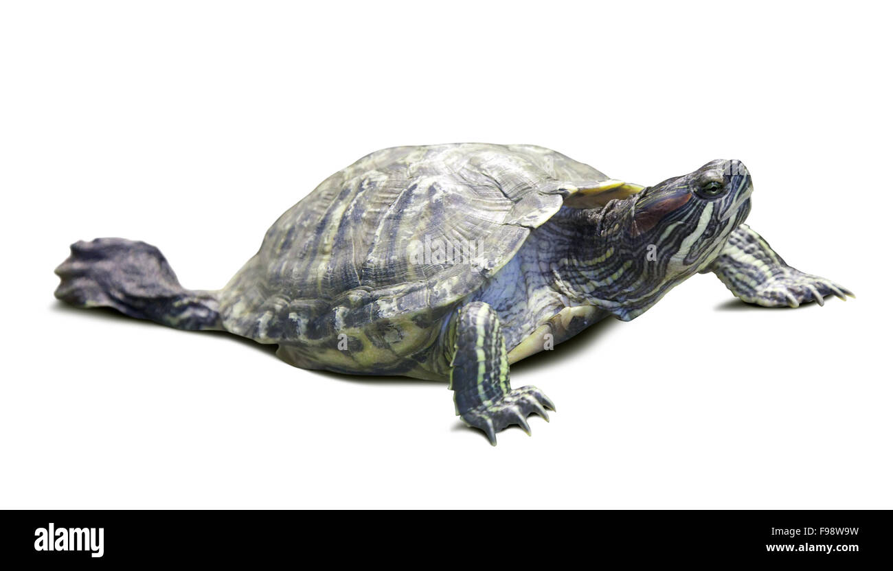 Pond slider ( Trachemys scripta). Isolated over white background with ...