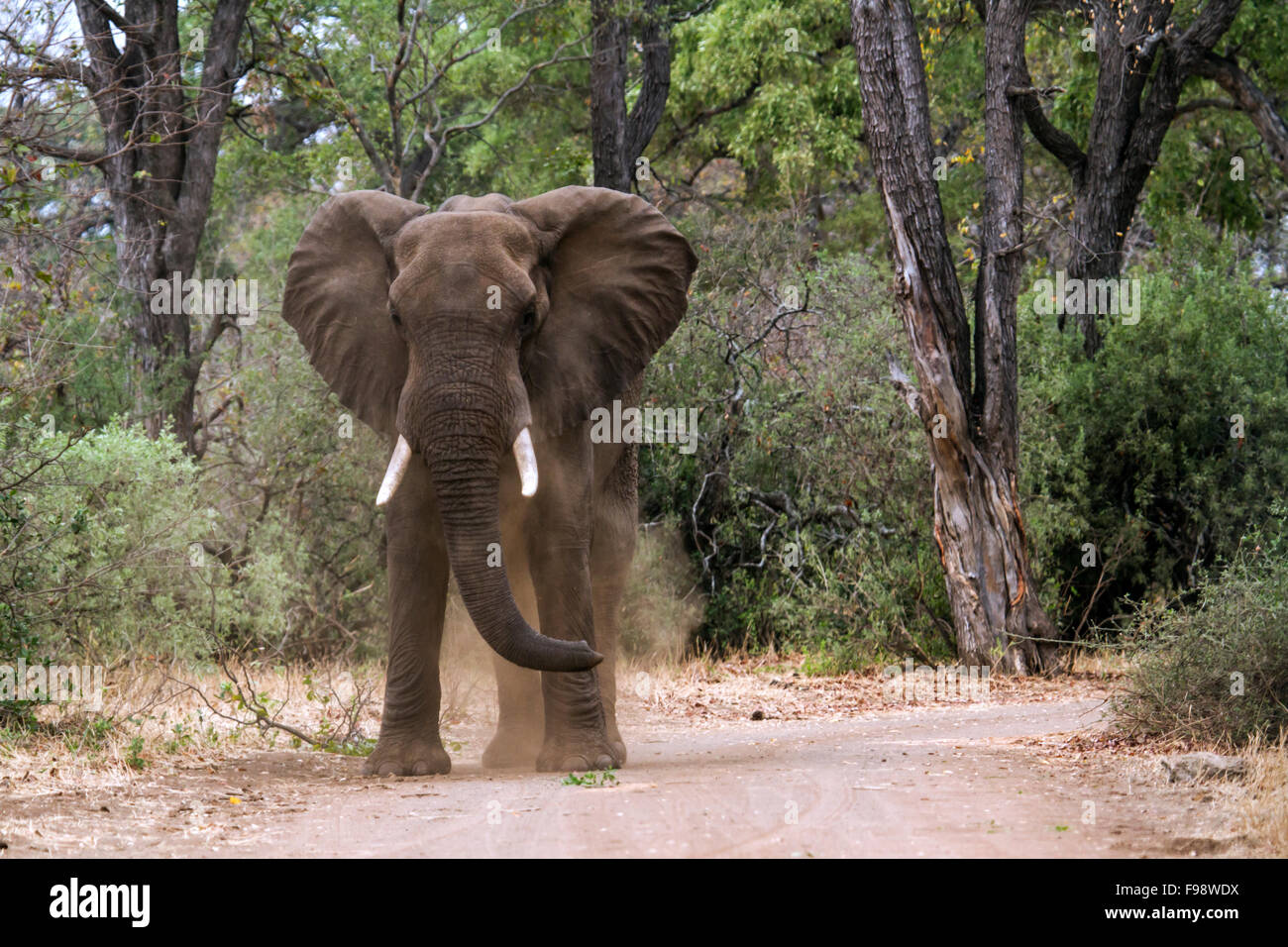 African bush elephant Specie Loxodonta africana family of Elephantidae ...