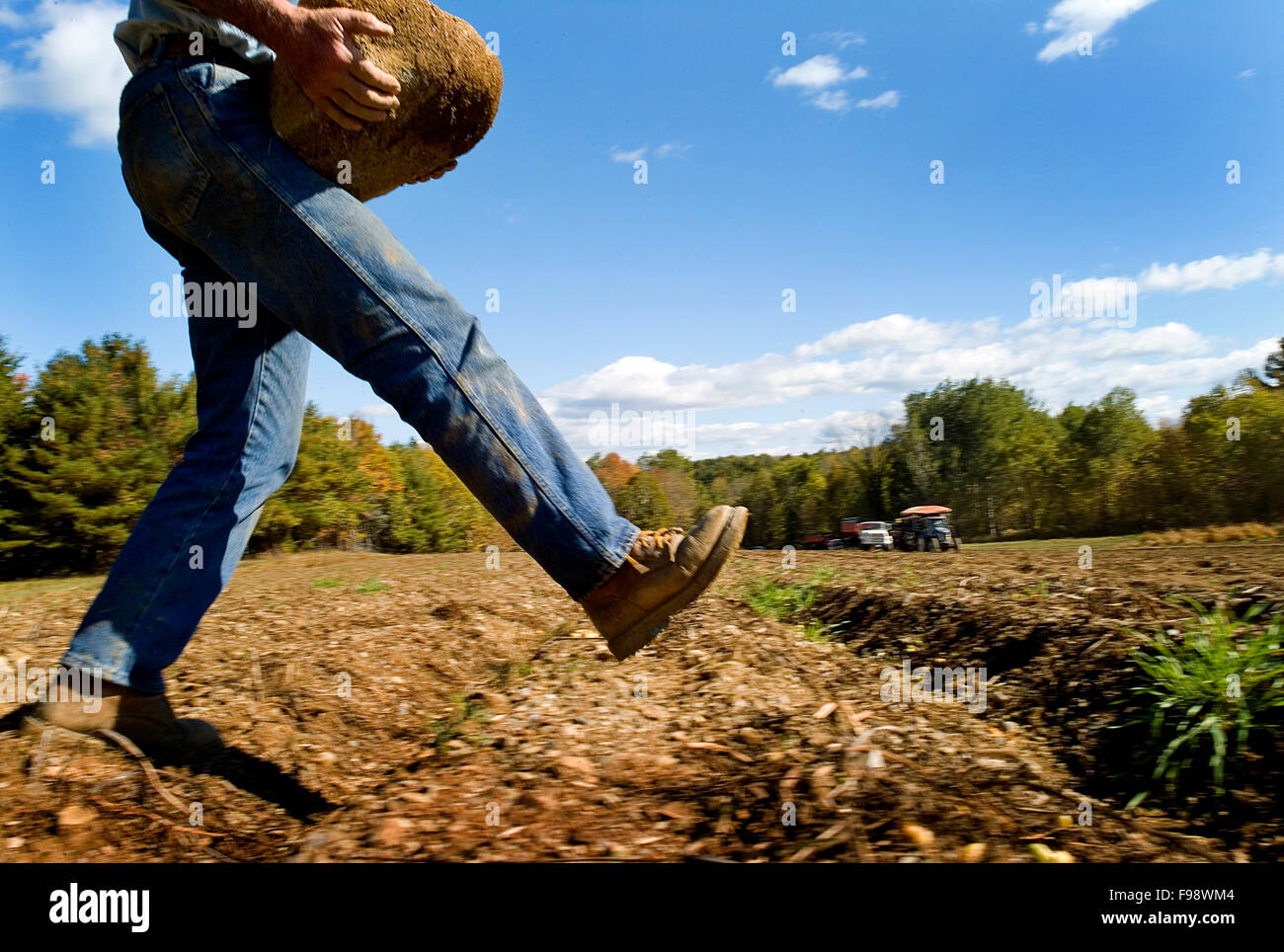 A man picks rocks from his potato field by hand Stock Photo - Alamy