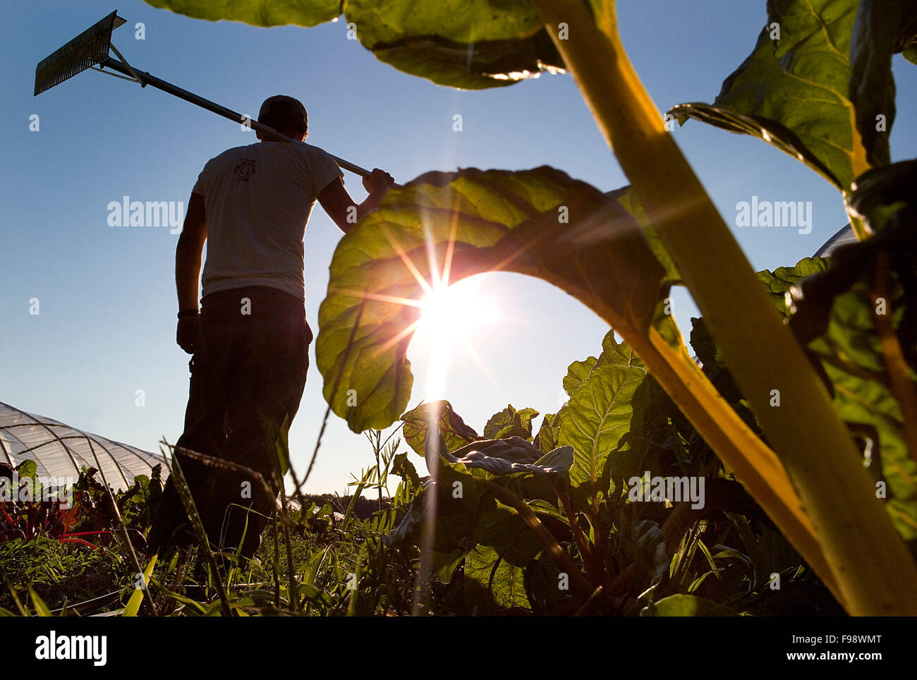 A farmer takes a break from working in his rows of swiss chard Stock ...