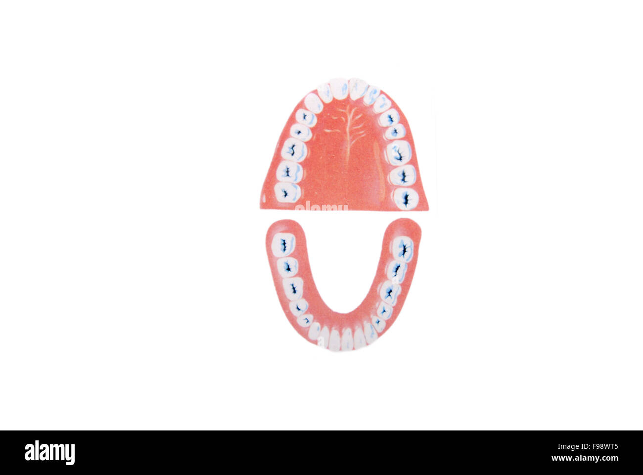 teeth illustration isolated Stock Photo - Alamy