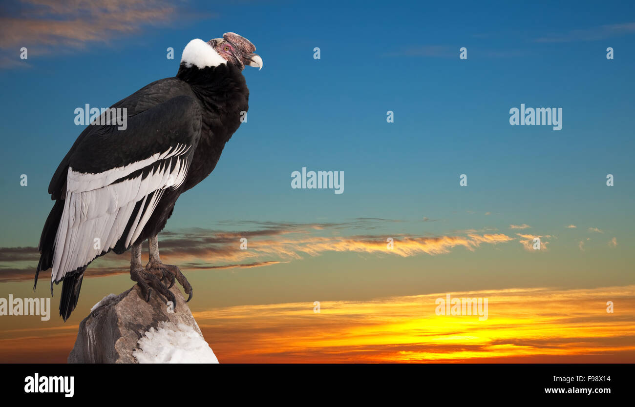 Andean condor sitting on rock against sunset sky background Stock Photo ...