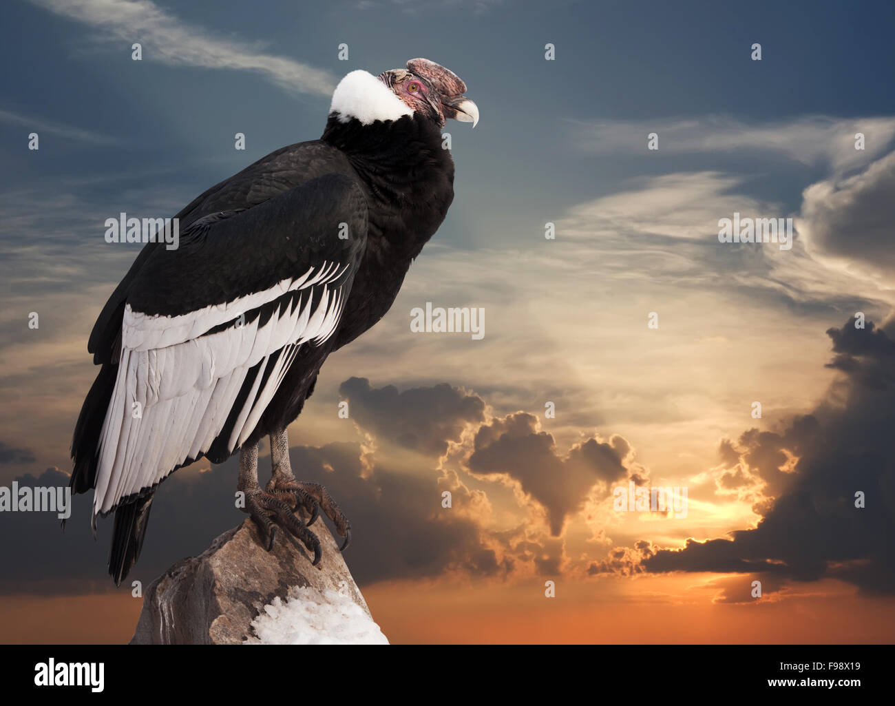 Andean condor sitting on rock against sunset sky background Stock Photo ...