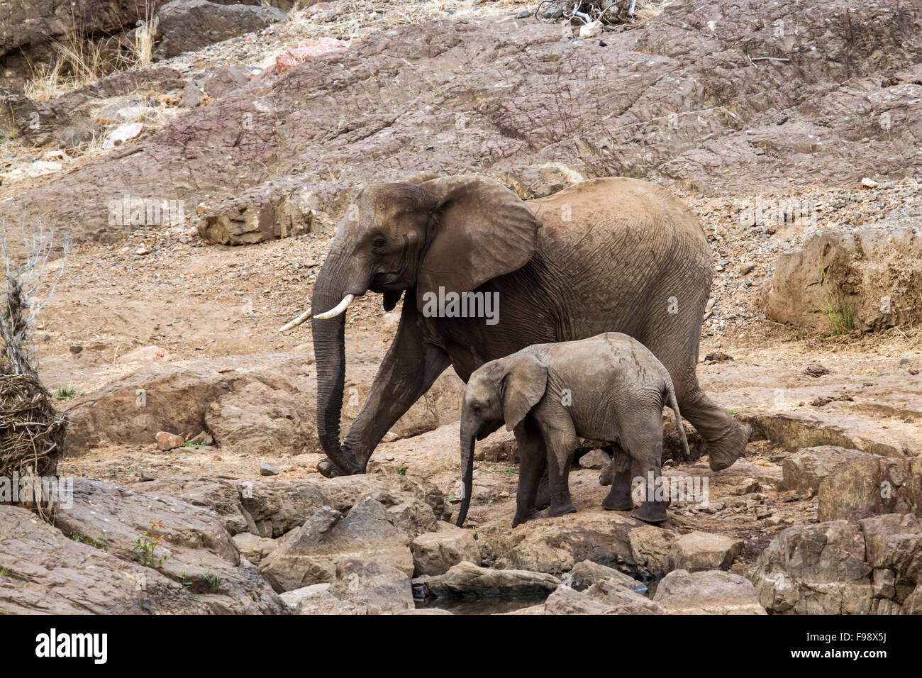 African bush elephant Specie Loxodonta africana family of Elephantidae ...