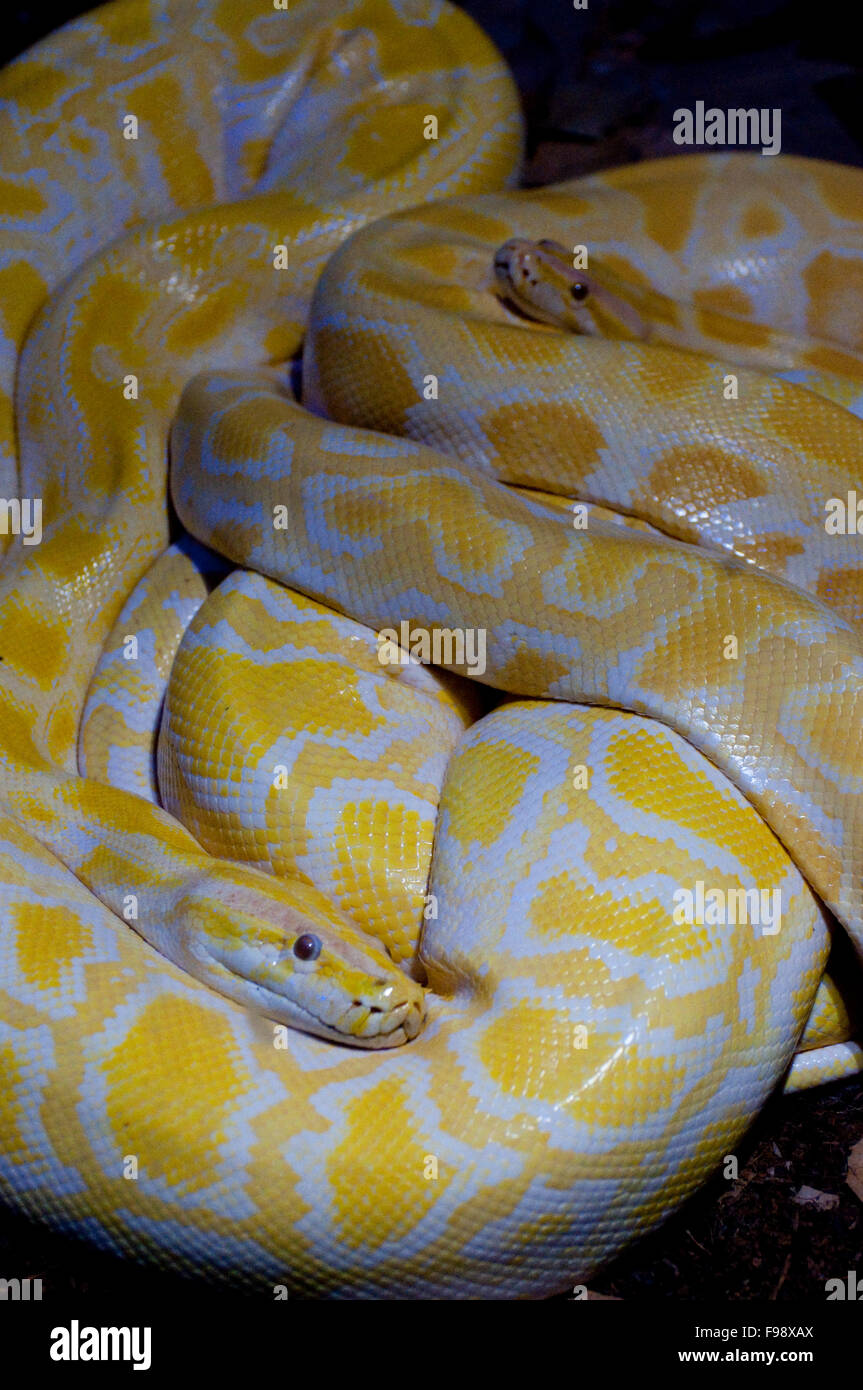Python handbag hi-res stock photography and images - Alamy
