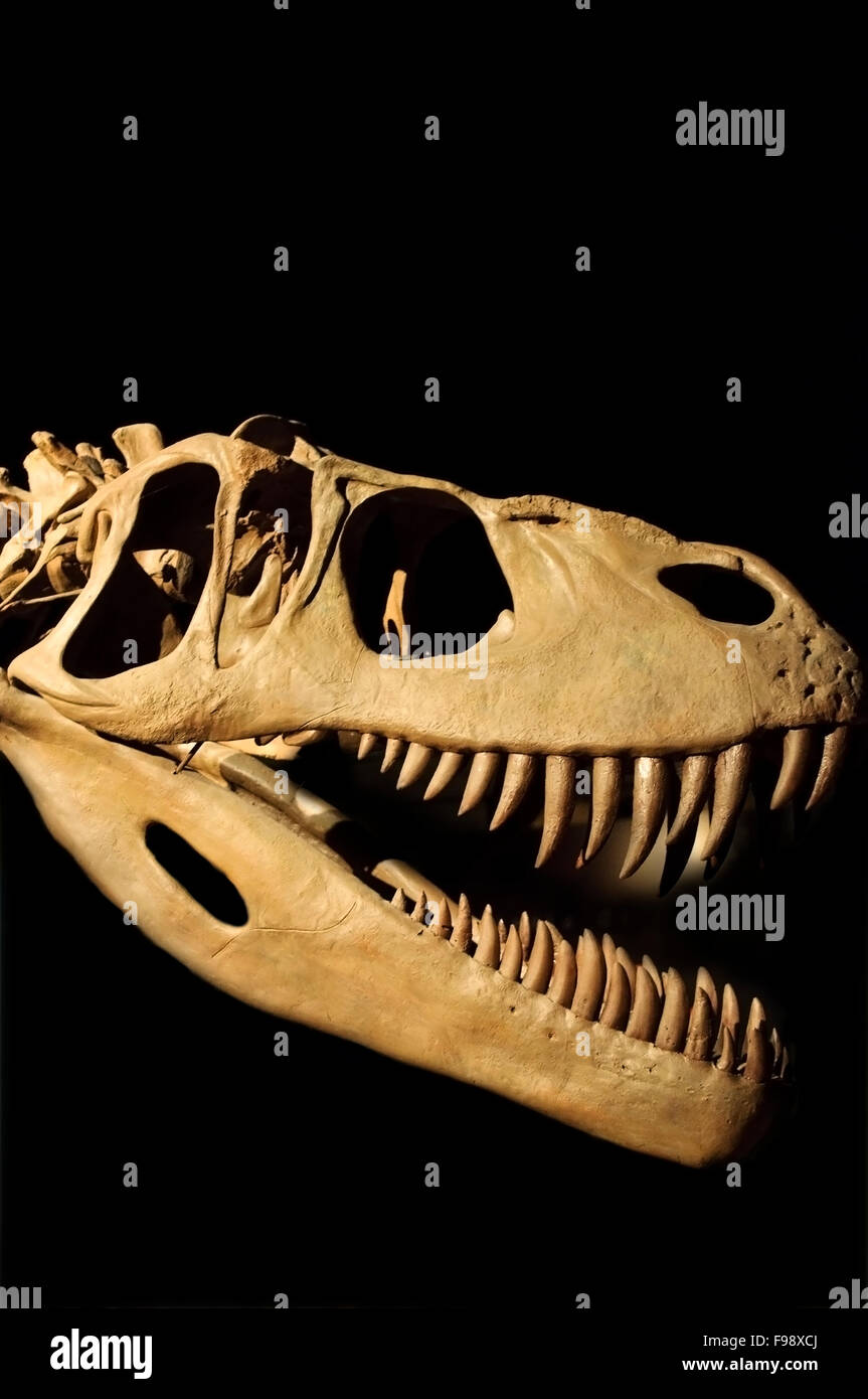 Dinosaur anatomy hi-res stock photography and images - Alamy