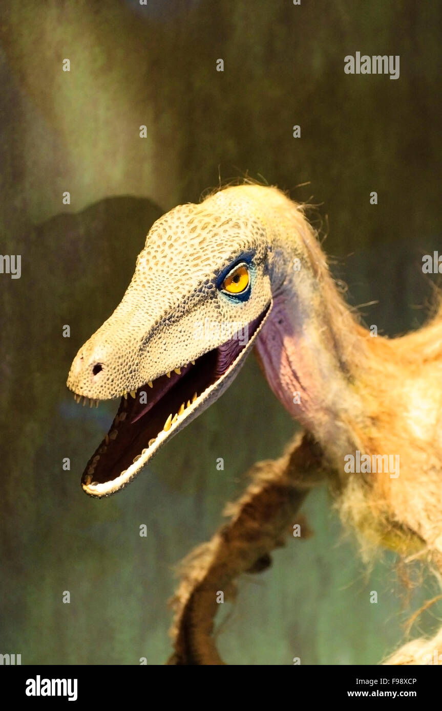 Dinosaur anatomy hi-res stock photography and images - Alamy