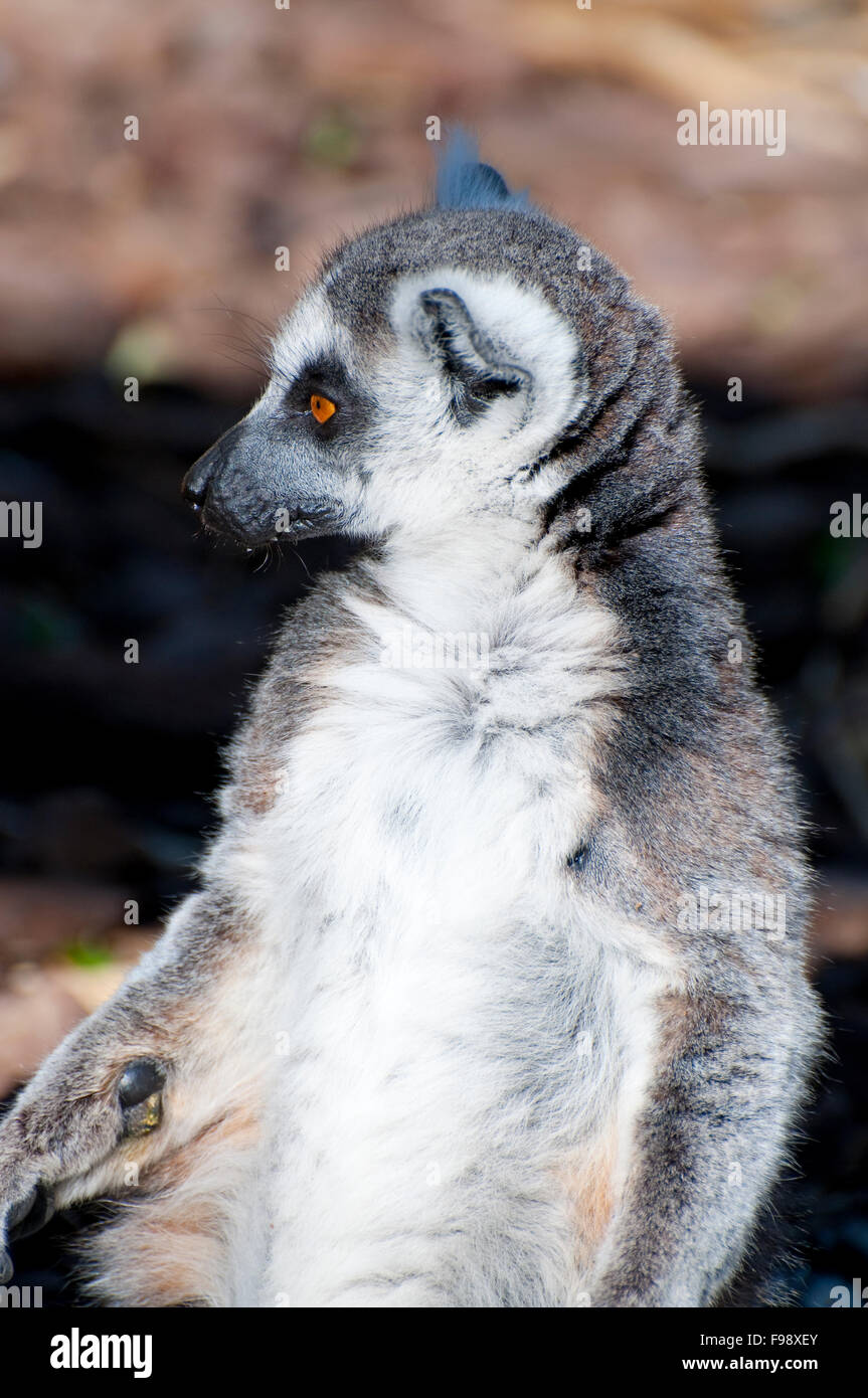 Lemur monkey pet hi-res stock photography and images - Alamy