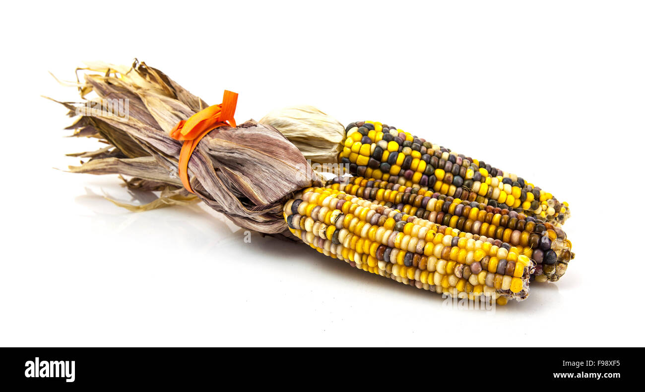 Multi Coloured Sweet Corn Cobs on white background Stock Photo - Alamy