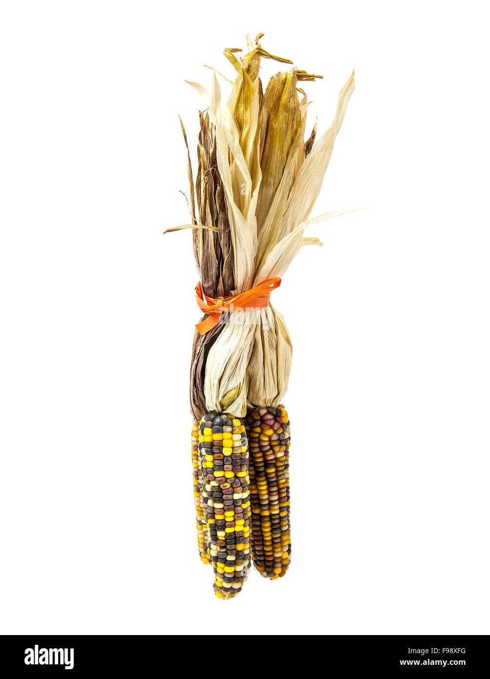 Multi Coloured Sweet Corn Cobs on white background Stock Photo - Alamy