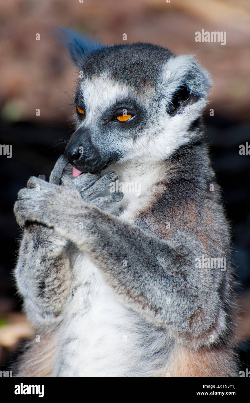 Lemur monkey pet hi-res stock photography and images - Alamy