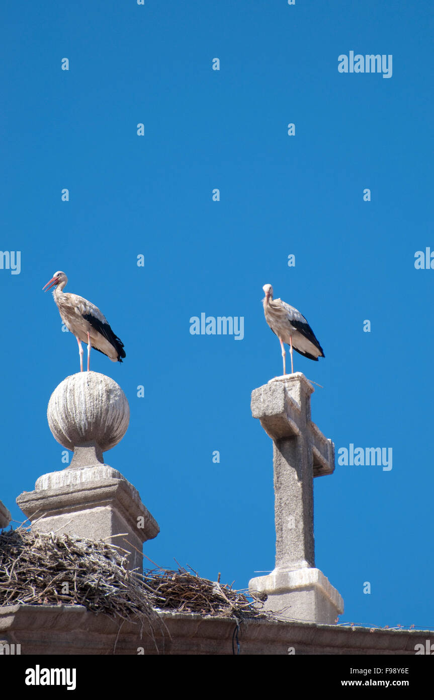 Animal to cross hi-res stock photography and images - Alamy