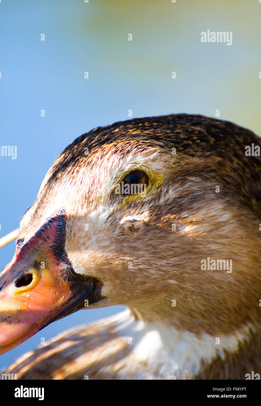 White sweet duck hi-res stock photography and images - Alamy
