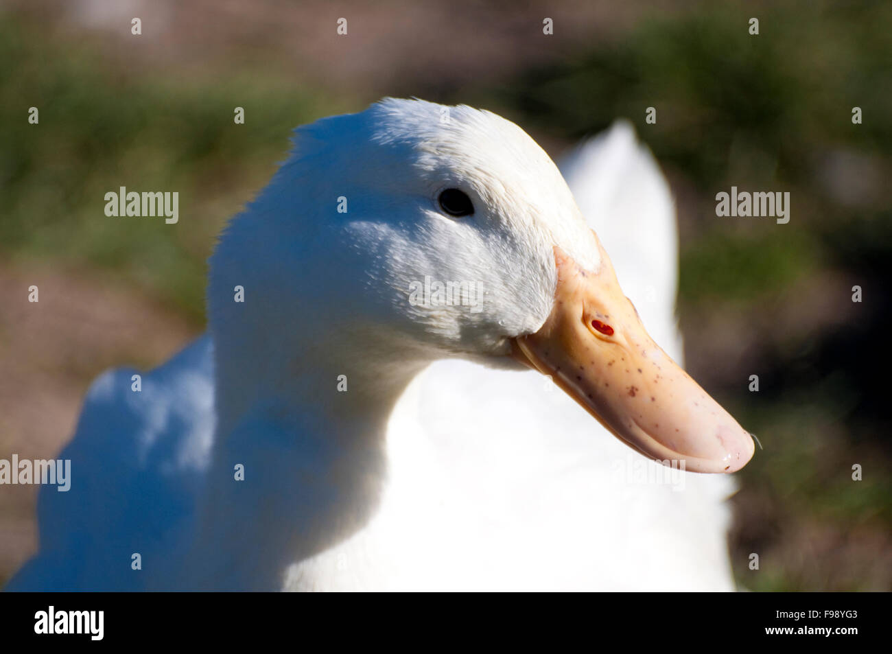 Pet duck hi-res stock photography and images - Alamy