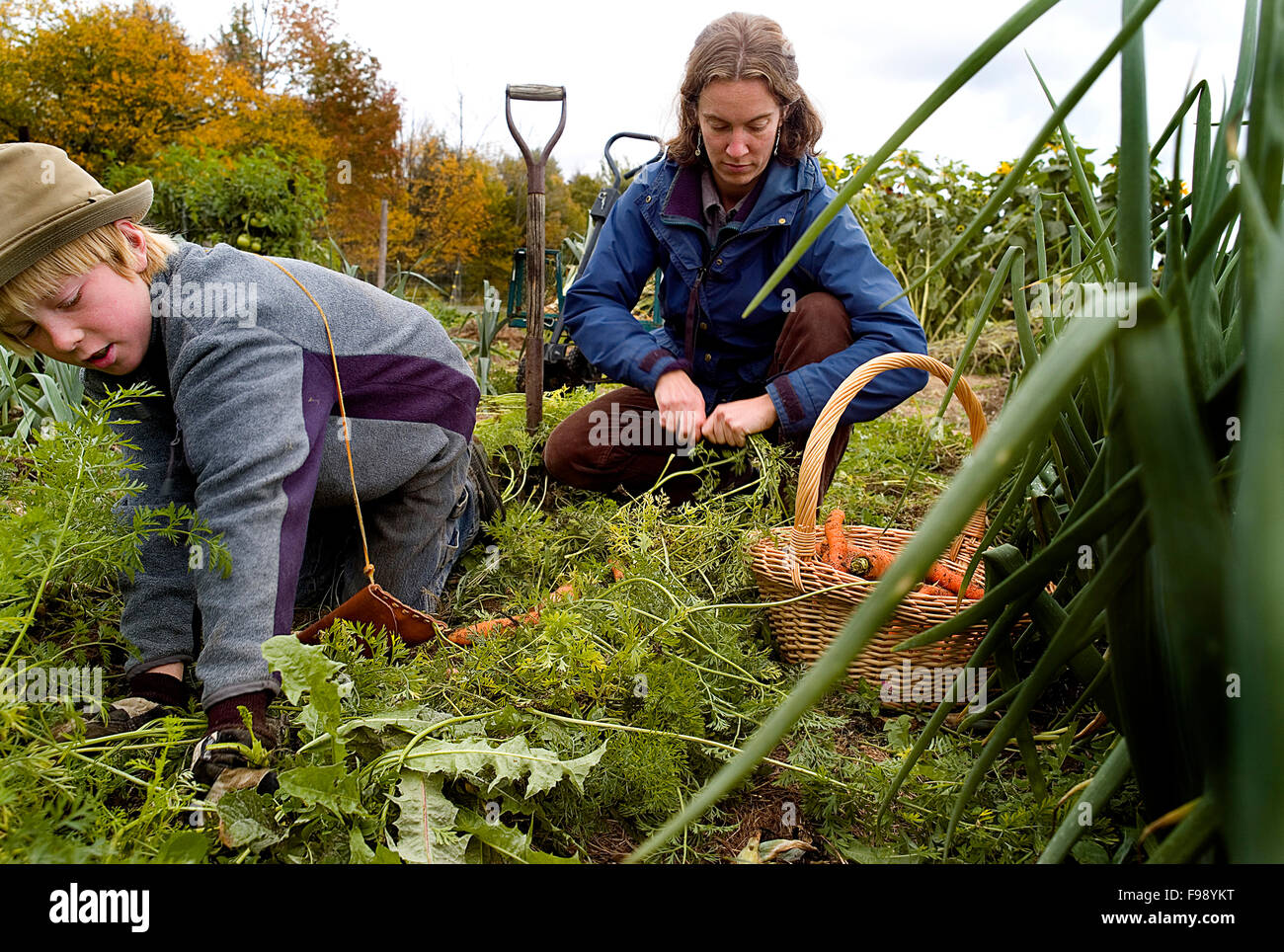 Child harvesting vegetables hi-res stock photography and images - Alamy