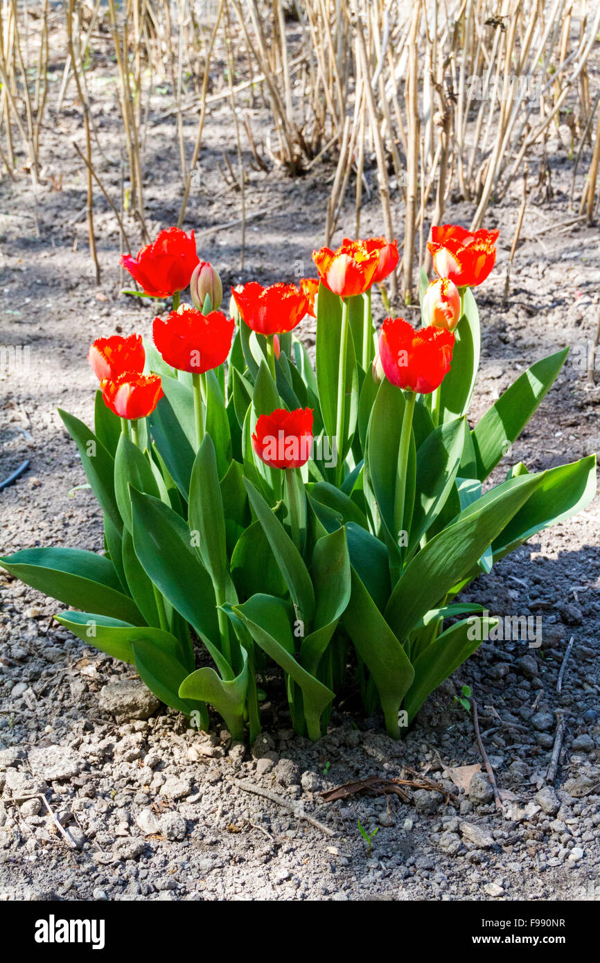 tulips in spring sun Stock Photo - Alamy