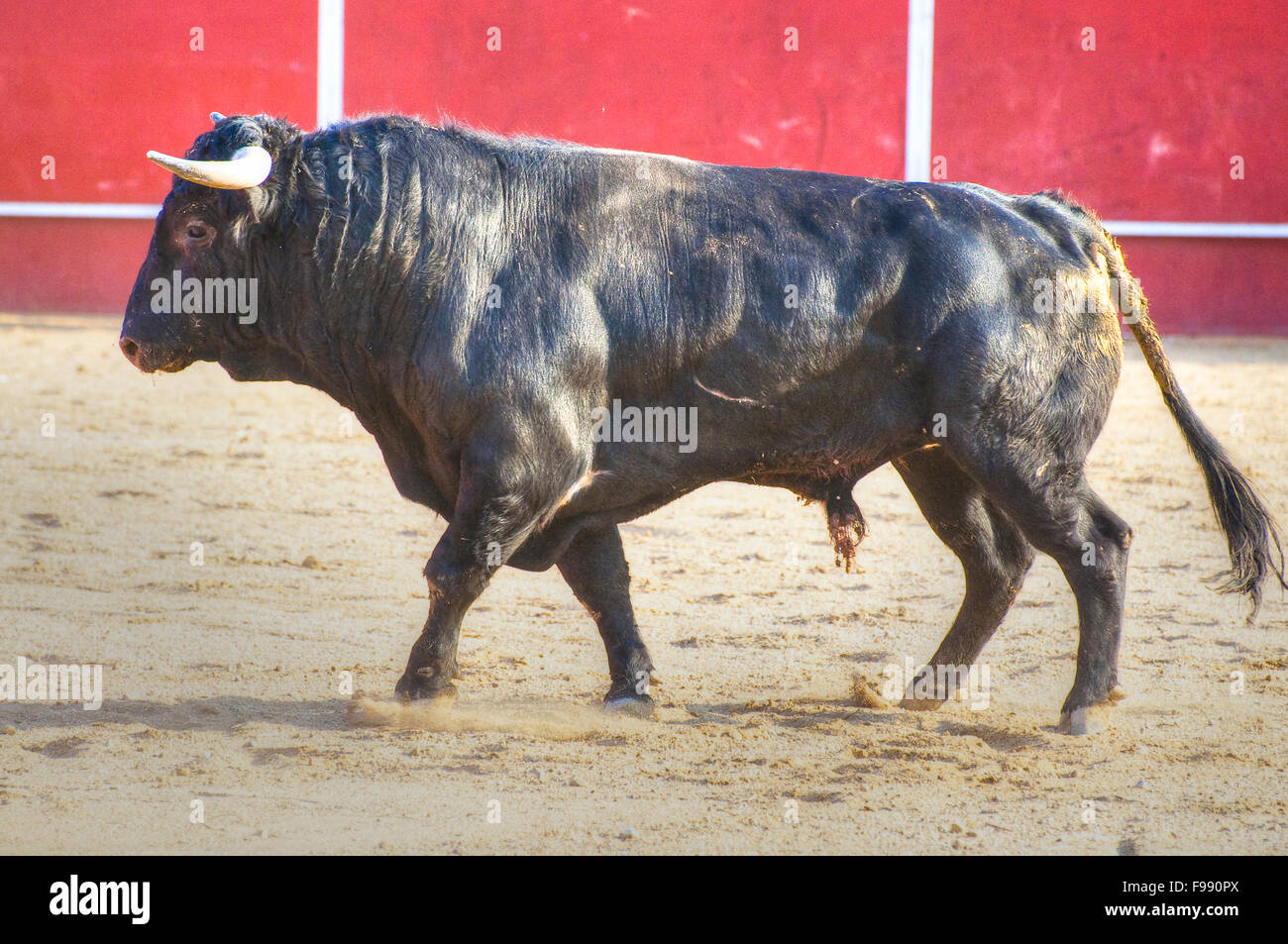 Fighting bull picture from Spain. Black bull Stock Photo - Alamy