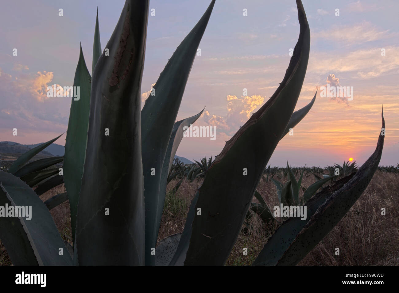Maguey plants, Singuilocan, Mexico Stock Photo - Alamy