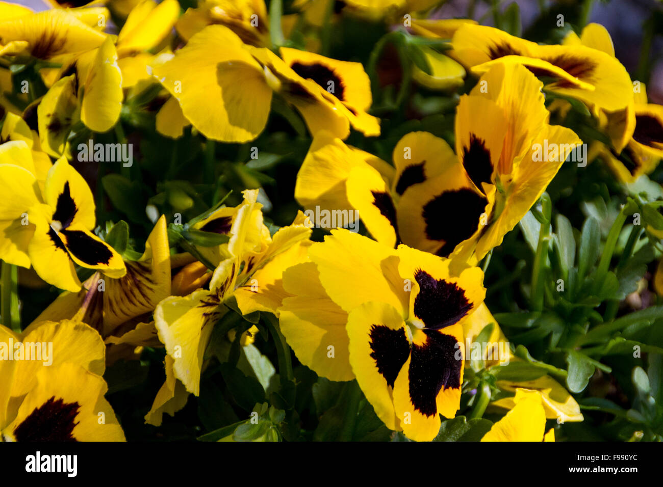 Spring flowers in the garden - Beautiful spring or easter scene with ...