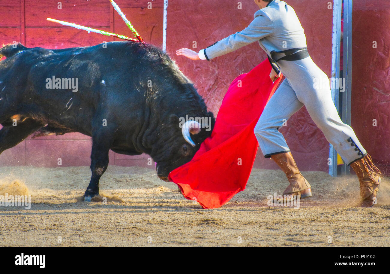 Fighting bull picture from Spain. Black bull Stock Photo - Alamy
